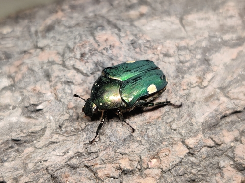 Clinteria tosevski · iNaturalist