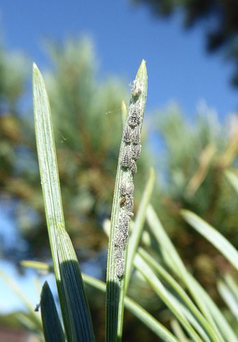 Grey Waxy Pine Needle Aphid (Cinara pineti) · iNaturalist