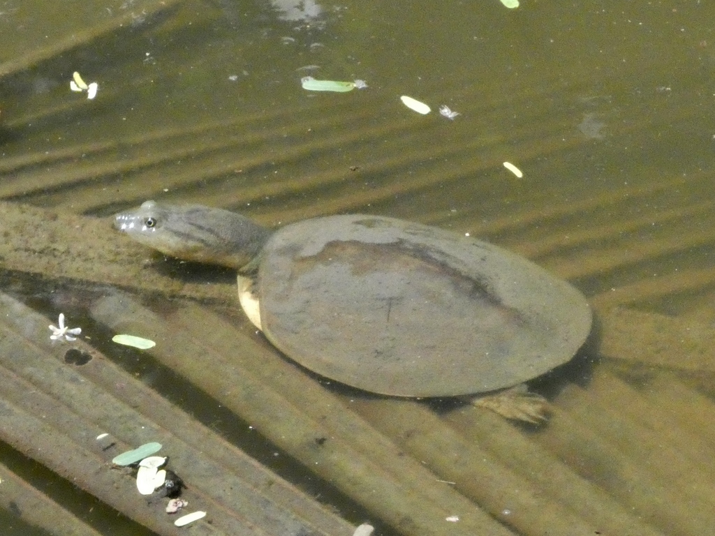 Sri Lankan Flapshell Turtle in September 2019 by MaLisa Spring ...