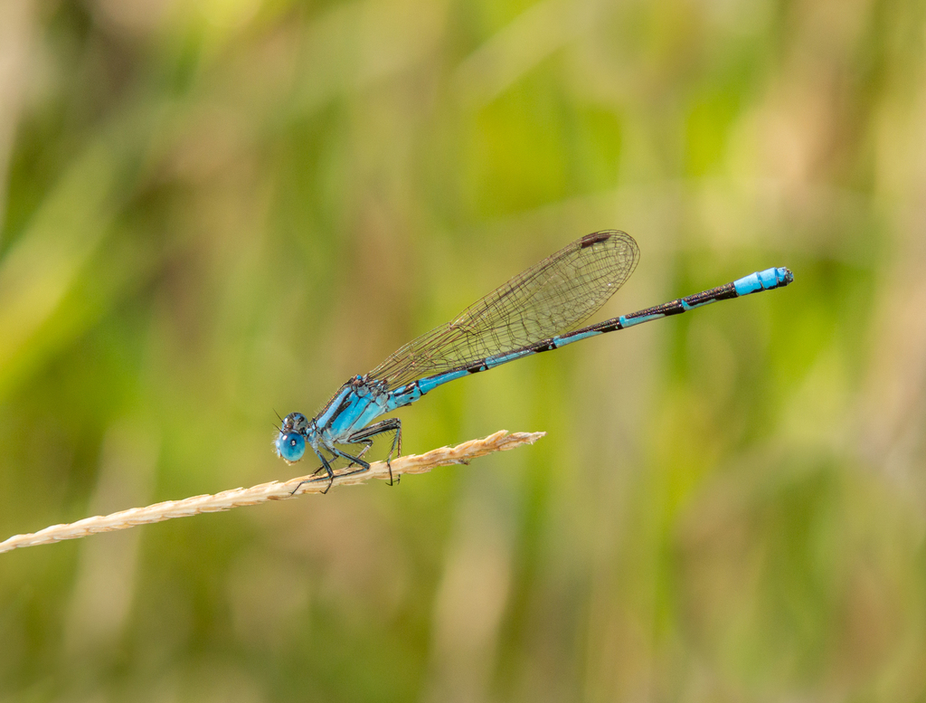 Leonora's Dancer in September 2019 by nancynorman · iNaturalist