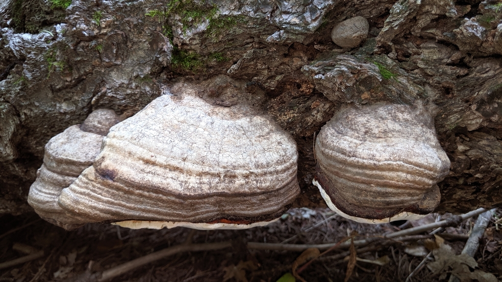 Red Belt Conk in September 2019 by Michelle C. Torres-Grant. I *think ...