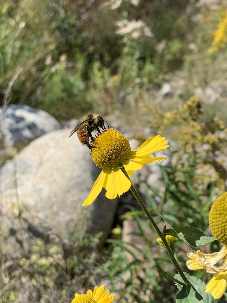 Red-belted Bumble Bee from The Adirondack Park, Lake Placid, NY, US on ...