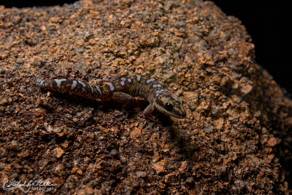 Blotched Gecko from Paluma QLD 4816, Australia on May 22, 2019 at 10:37 ...
