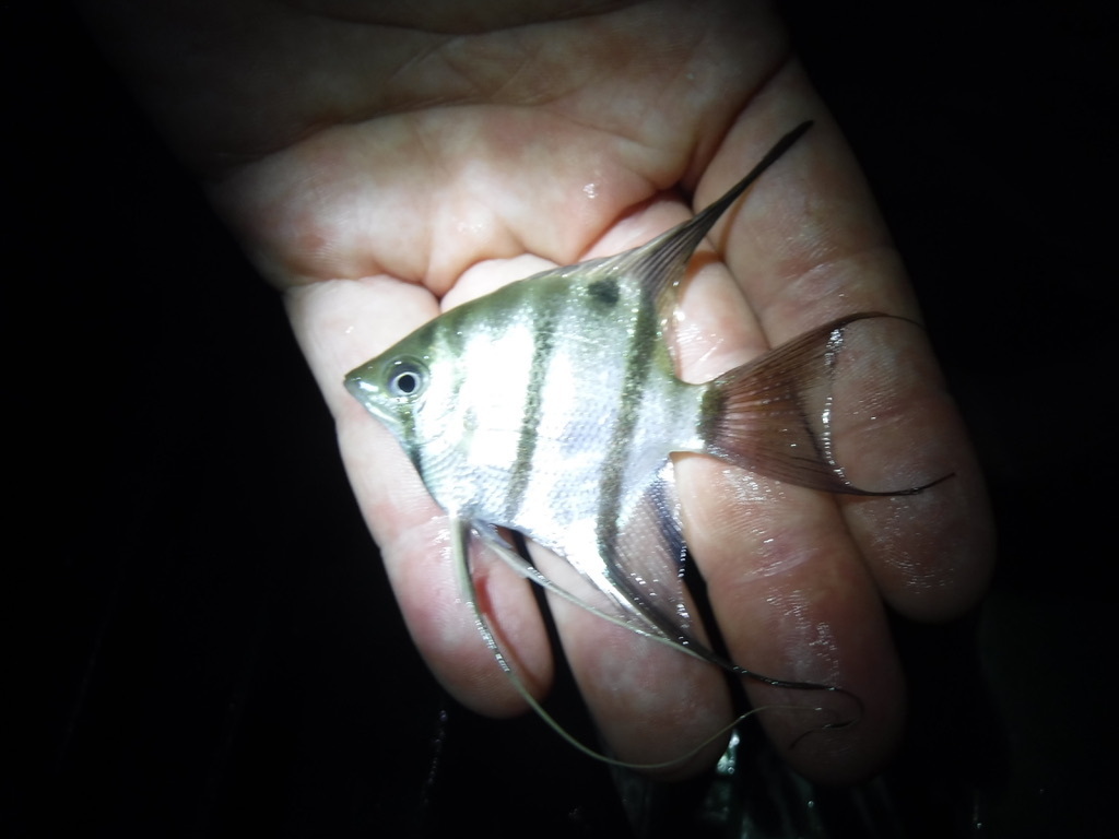 Dwarf Angelfish from Manaus - State of Amazonas, Brazil on January 11 ...