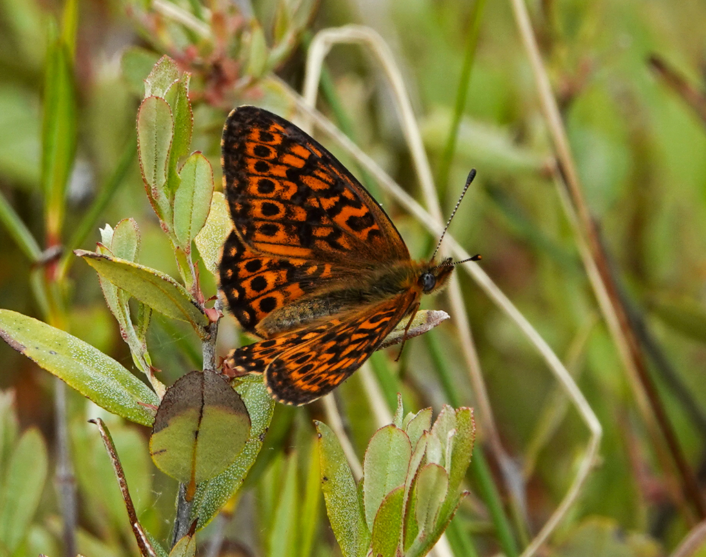 Bog Fritillary from Mackinac County, MI, USA on June 6, 2025 at 02:06 ...