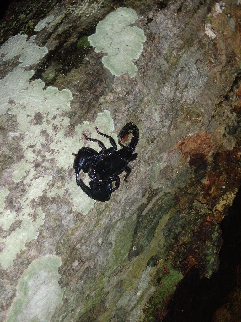 Giant Blue Scorpion from Tham Thalu, Bannang Sata District, Yala ...
