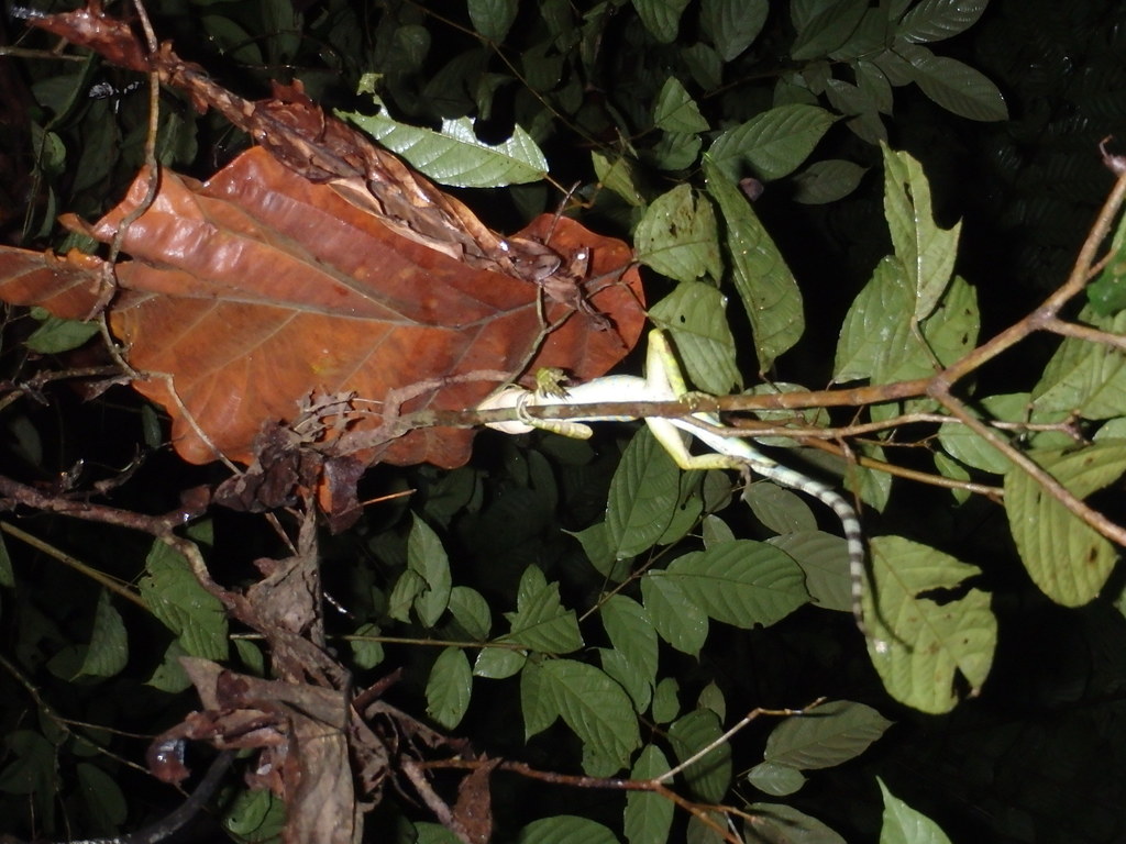 Malayan Crested Lizard from Tham Thalu, Bannang Sata District, Yala ...