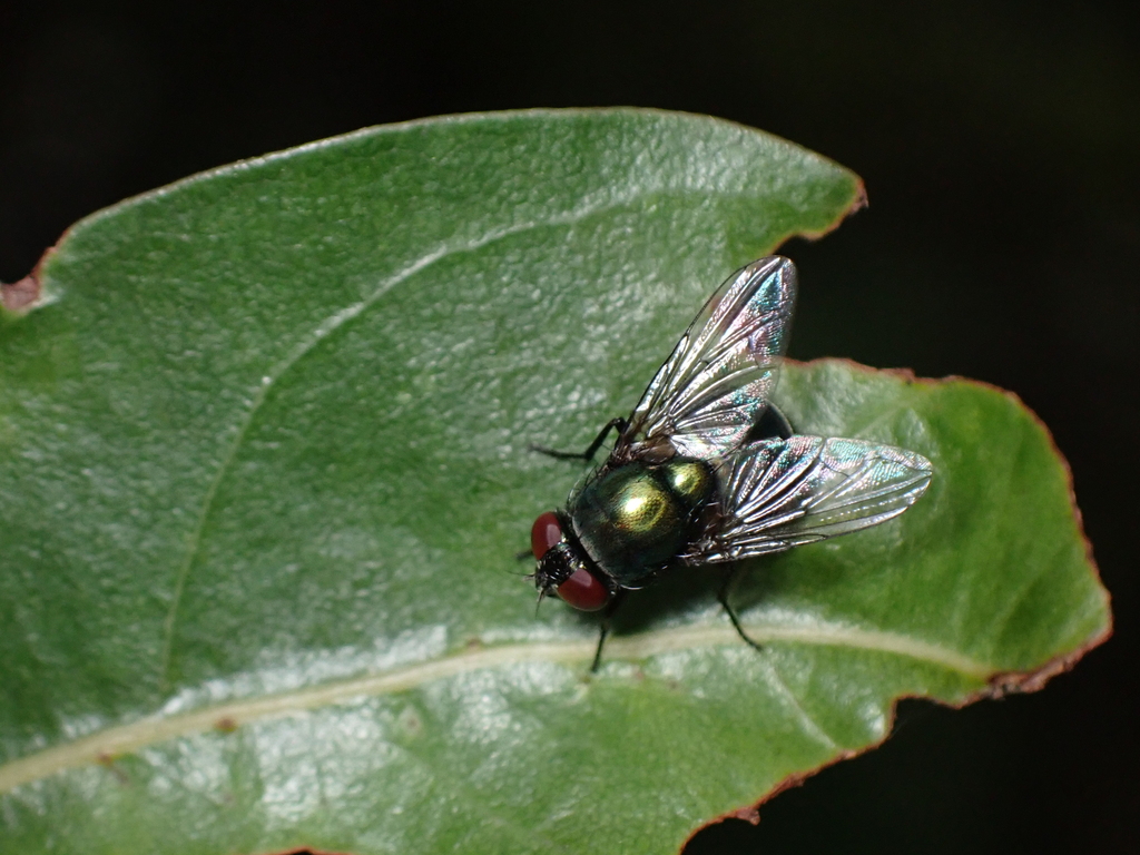 Calyptrate Flies from Gold Coast QLD, Australia on May 10, 2025 at 10: ...