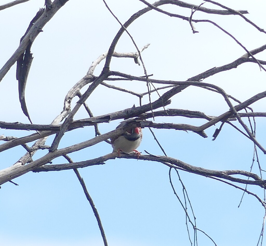 Australian Zebra Finch from Gunnedah NSW 2380, Australia on May 31 ...