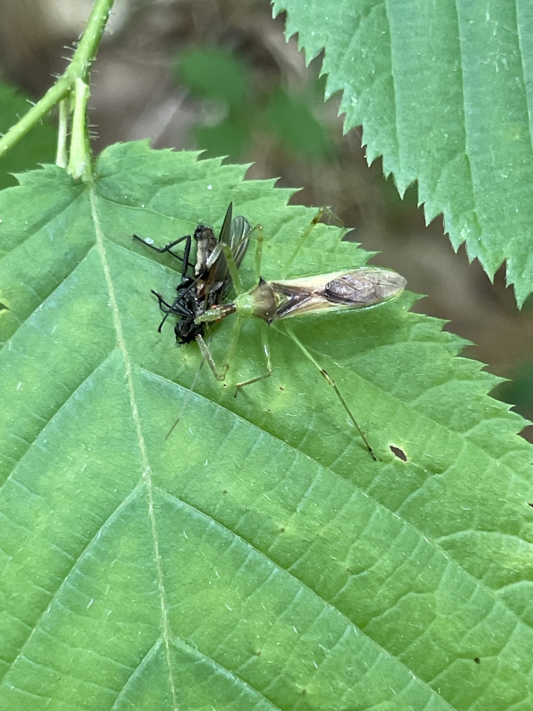 Pale Green Assassin Bug from Simcoe County, ON, Canada on June 6, 2025 ...