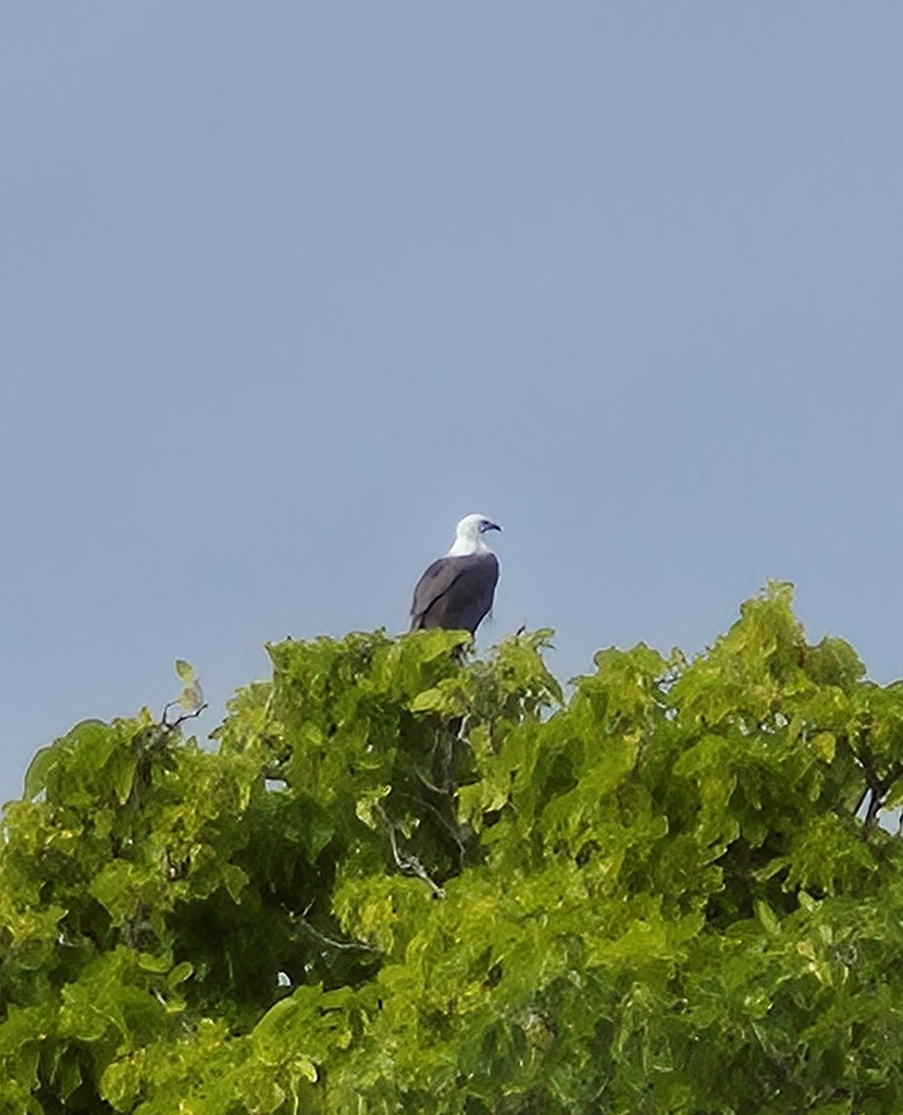 White-bellied Sea-Eagle from Heron Island, QLD, Australia on June 7 ...