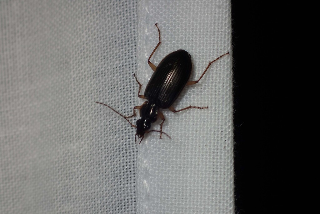Notagonum from Ellendale WA 6532, Australia on April 5, 2025 at 07:45 ...