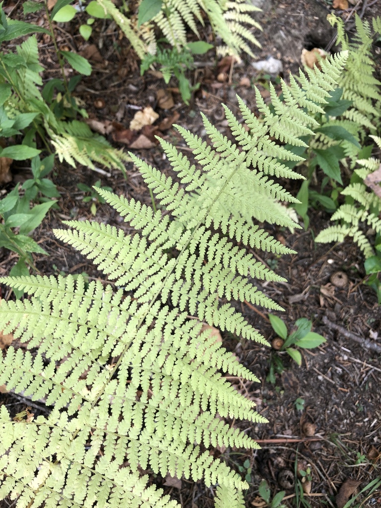hay-scented fern from Chase Pkwy, Waterbury, CT, US on September 18 ...