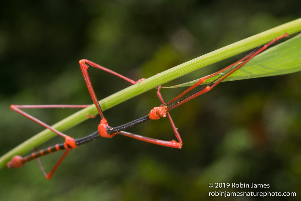 Stick Insects from Bahagian Sandakan, Sabah, Malaysia on July 5, 2019 ...
