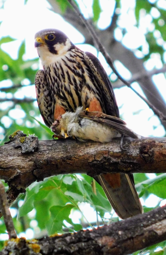 Eurasian Hobby from Mangalia, Romania on September 13, 2019 at 05:13 PM ...
