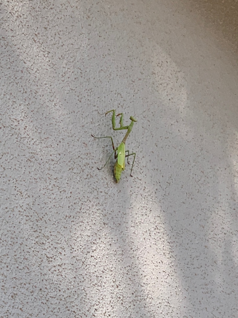 Carolina Mantis from Davis Ln, Austin, TX, US on September 16, 2019 at ...