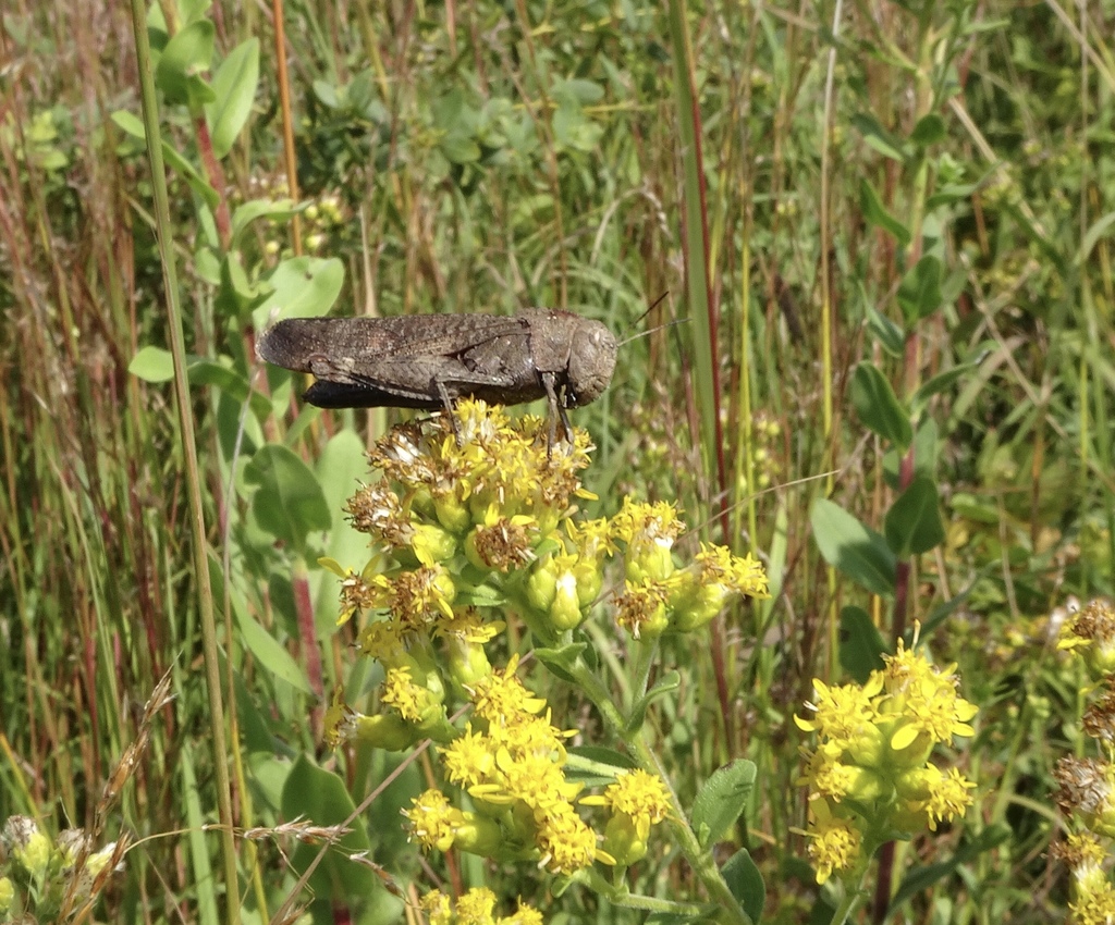 Autumn Yellow-winged Grasshopper from The Morton Arboretum, Lisle, IL ...
