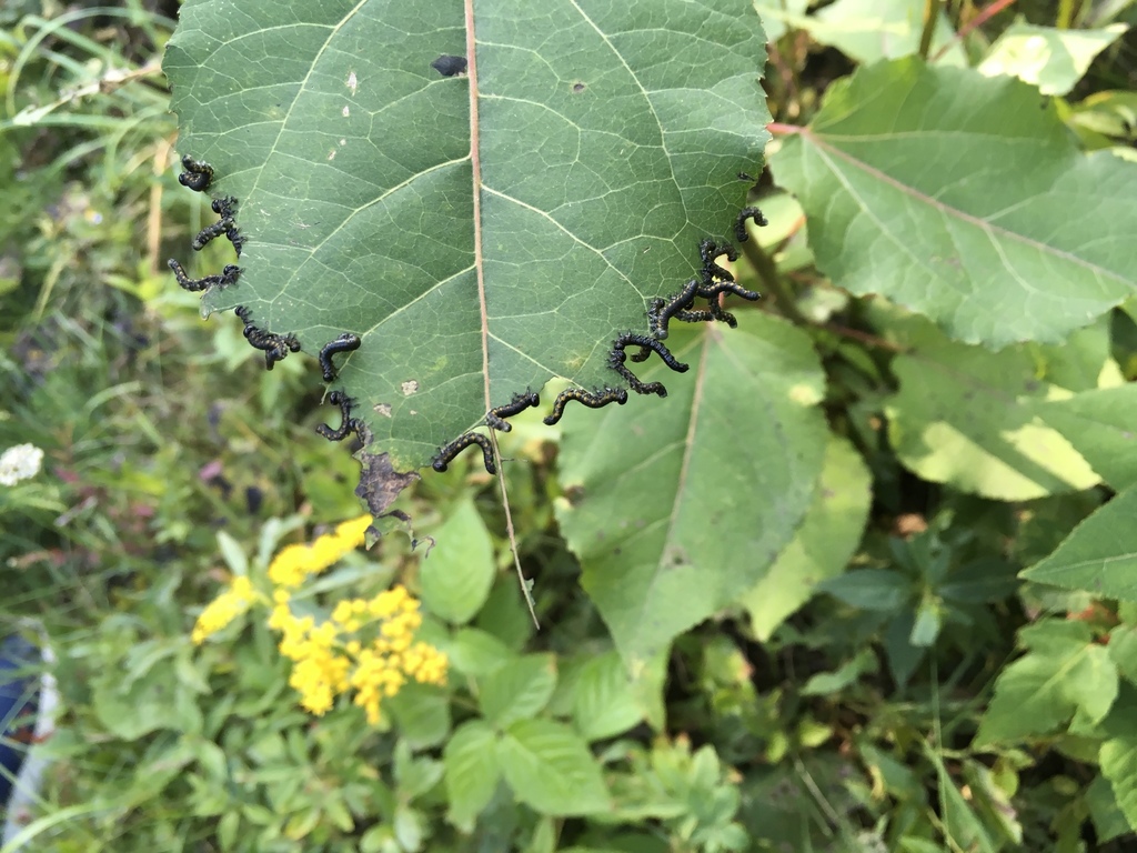 Willow Sawfly from Beech Hill Rd, Rockport, ME, US on September 18 ...