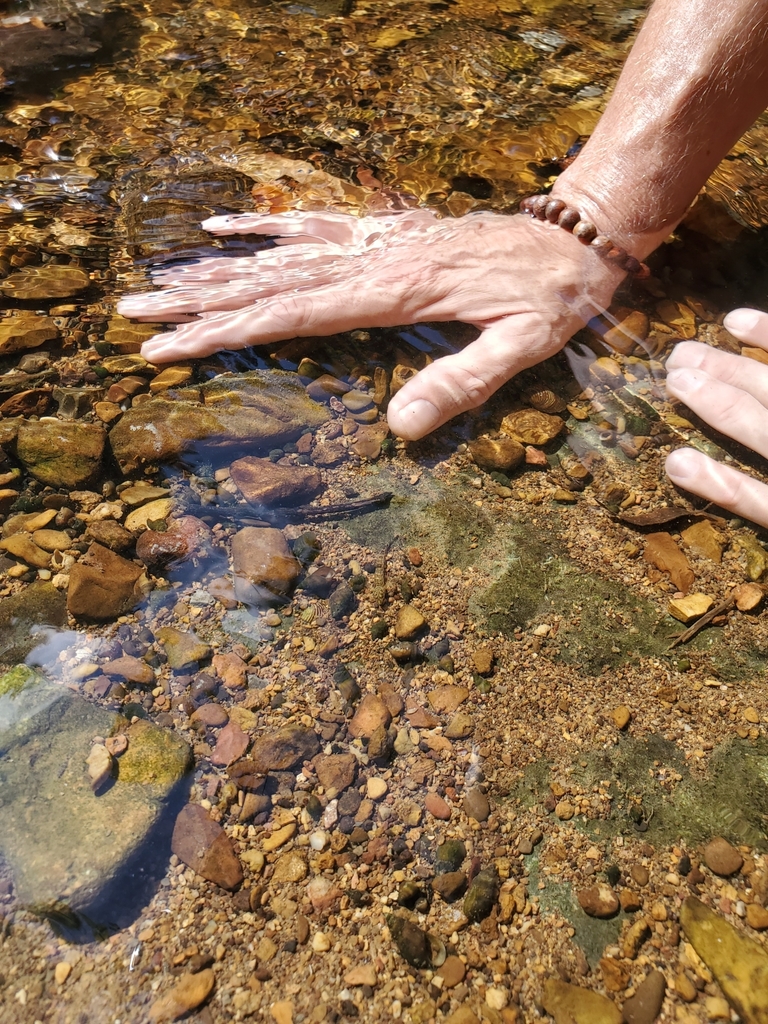 Darters from Gallatin, TN 37066, USA on September 18, 2019 at 11:56 AM ...