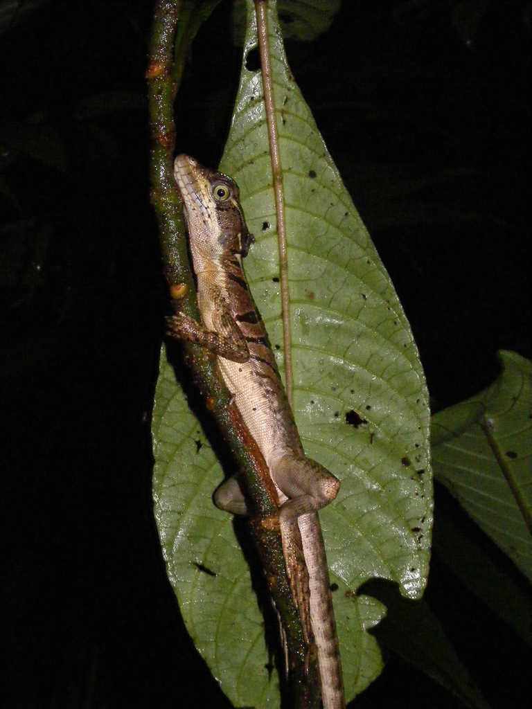 Common Basilisk from Península de Osa, Costa Rica on June 6, 2011 by ...