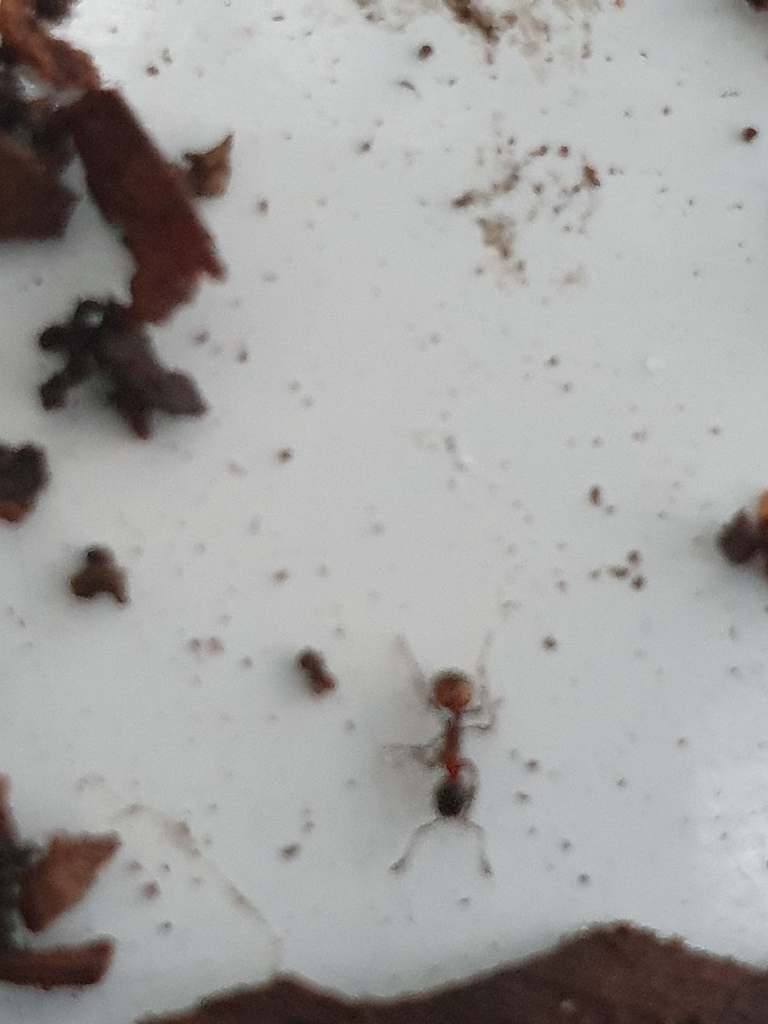 Mono Ant from Grant, AU-SA, AU on May 28, 2025 at 04:09 PM by cowy49 ...