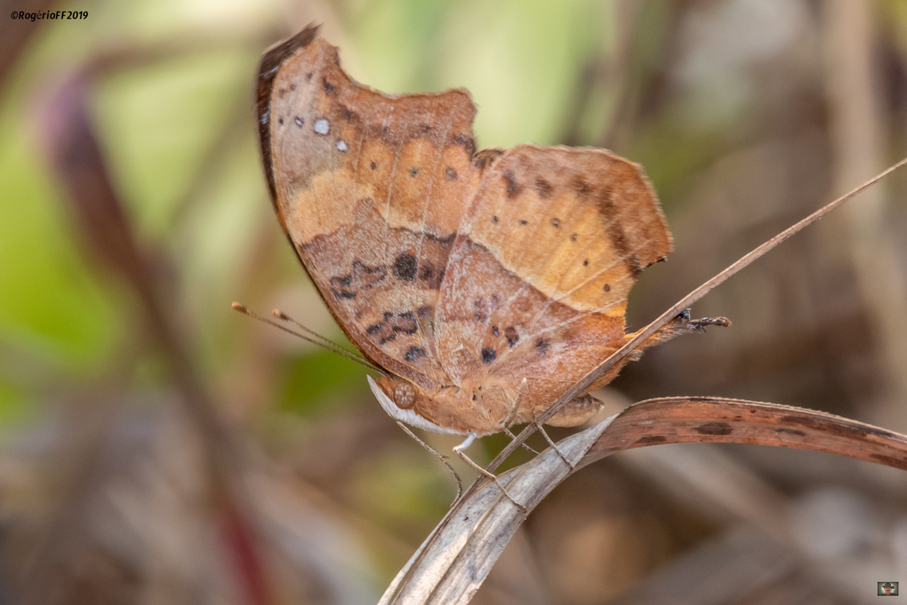 Dry-leaf Commodore from Conda, Angola on September 16, 2019 at 03:38 AM ...
