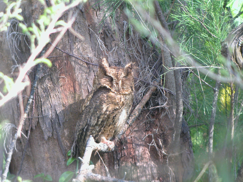 Japanese Scops-Owl in April 2003 by kunitarou miyagi · iNaturalist