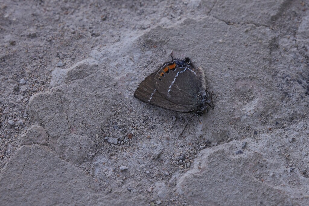 Satyrium latior from 中国北京市门头沟区天门山森林公园 邮政编码: 102308 on June 8, 2025 at ...