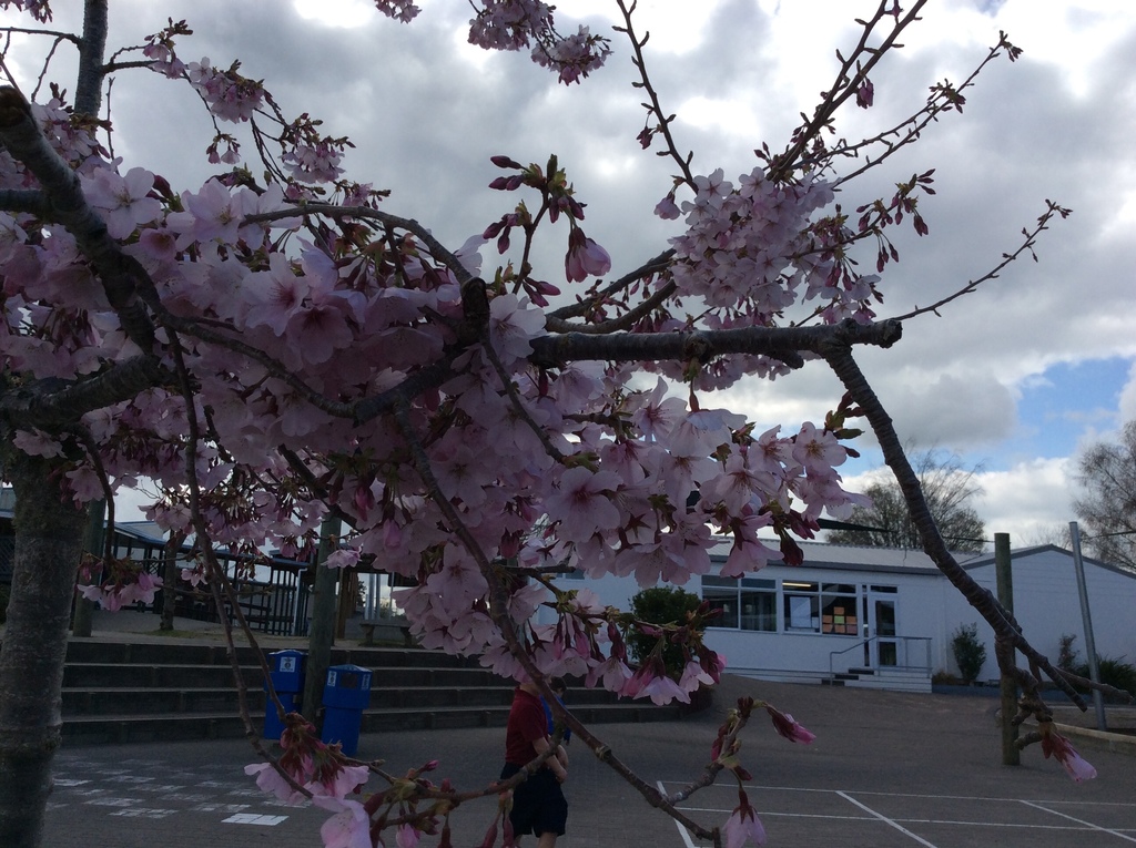 plants from Whetu Place, Nukuhau, Waikato, NZ on September 19, 2019 at ...