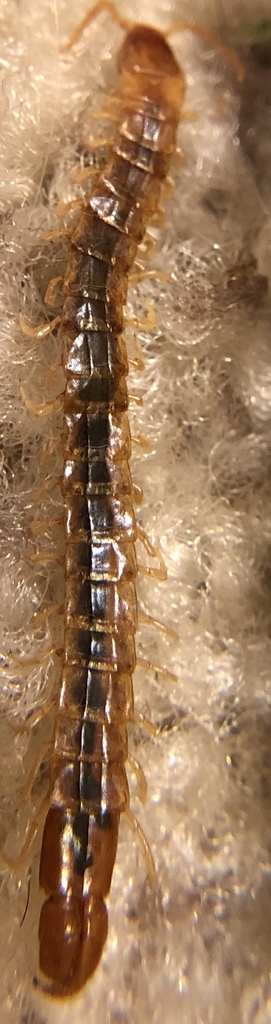 Big-leg Centipede from Roaring Run Rd, Goode, VA, US on September 18 ...
