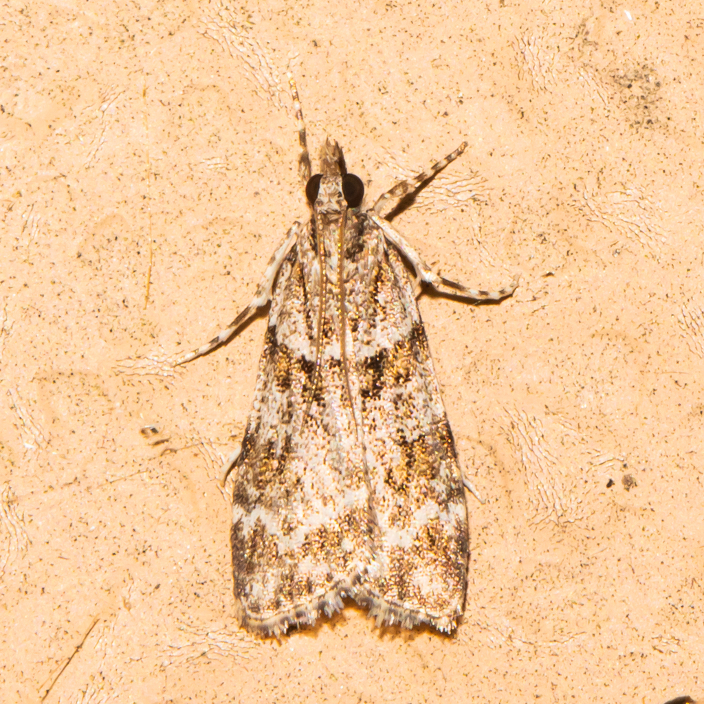 Double-striped Scoparia Moth from Patuxent Research Refuge, Anne ...