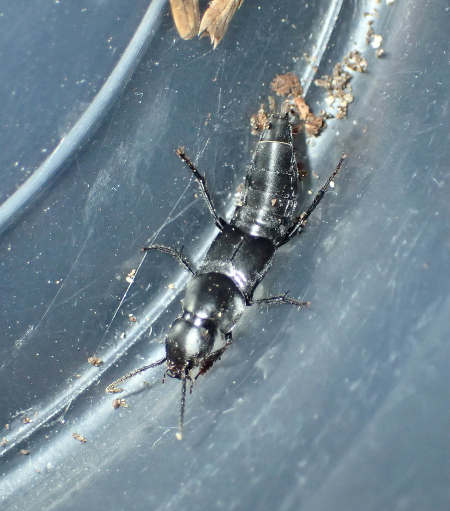 Quedius explanatus in October 2016 by Cedric Lee · iNaturalist