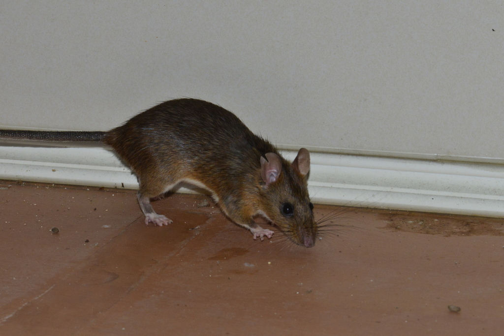 Coxing's White-bellied Rat from 台灣嘉義縣 on July 4, 2019 at 10:19 AM by ...