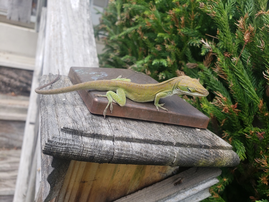 Green Anole from Reynoldstown, Atlanta, GA, USA on April 5, 2025 at 02: ...