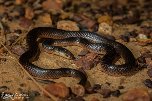 Northern Small-eyed Snake (Cryptophis pallidiceps) · iNaturalist