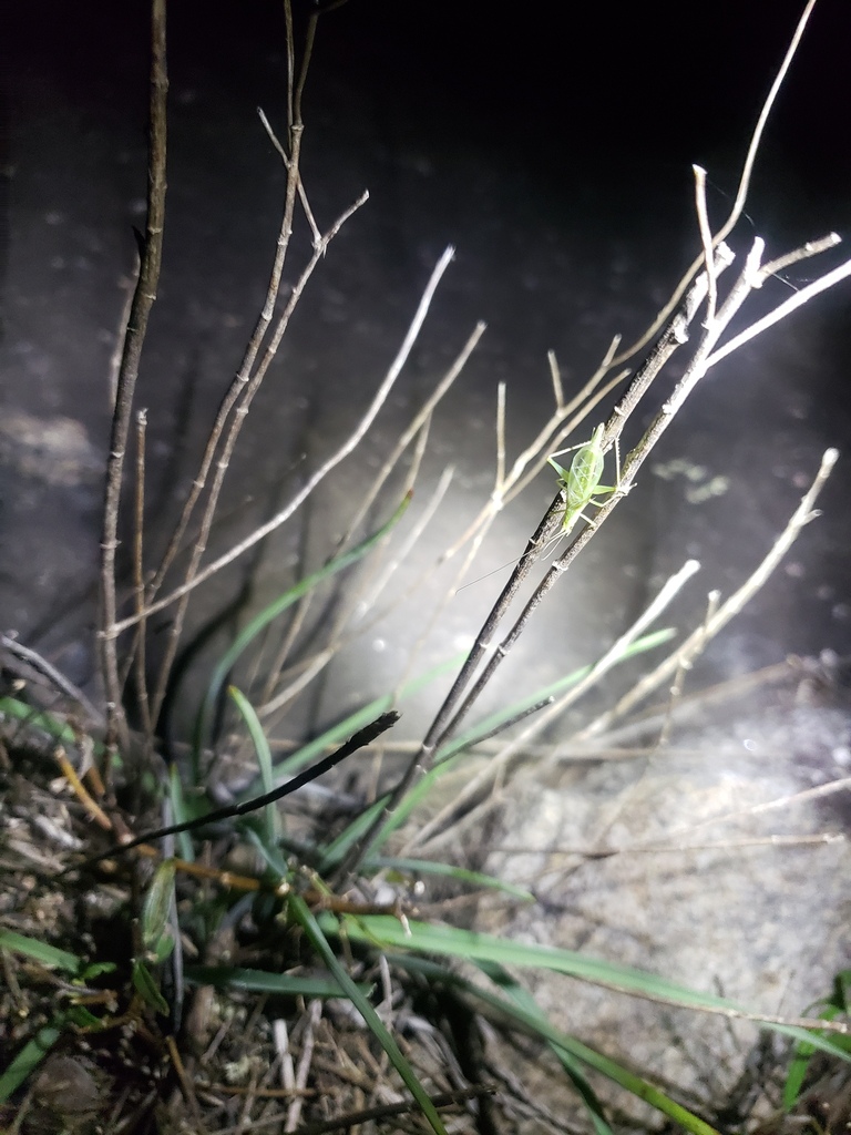 Common Tree Crickets from Stonecrest, GA, USA on September 17, 2024 at ...