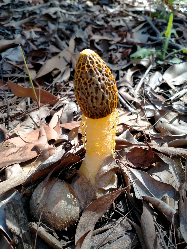 Phallus multicolor from Karawatha QLD, Australia on April 18, 2025 at ...