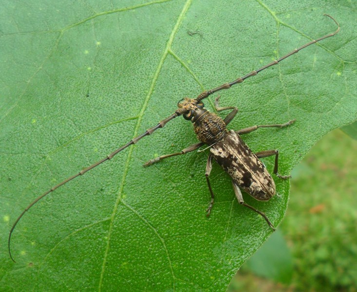 Trirachys from Thummulla, Sri Lanka on February 12, 2013 at 12:16 PM by ...