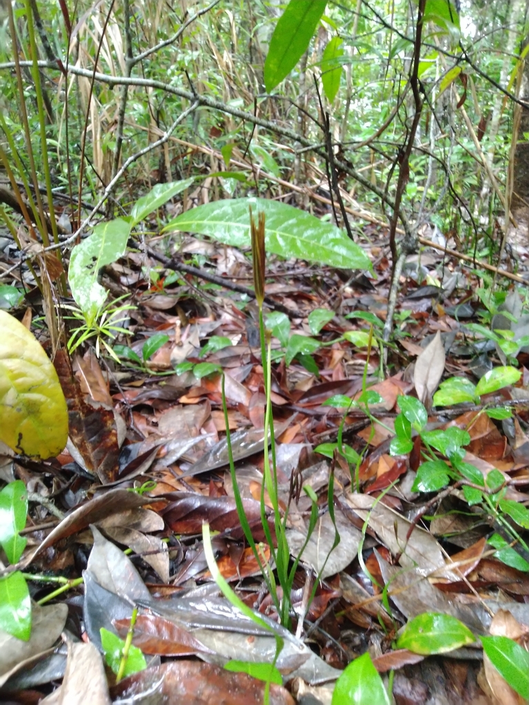 Actinostachys digitata from Zabali, Aurora, Philippines on September 18 ...