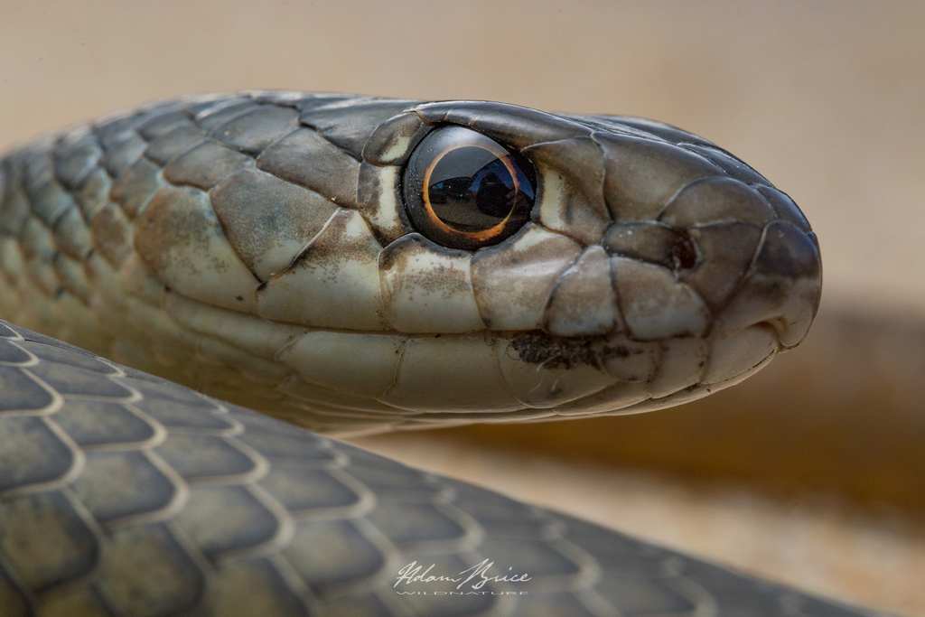 Reticulated Whipsnake (Demansia reticulata) - Snakes and Lizards