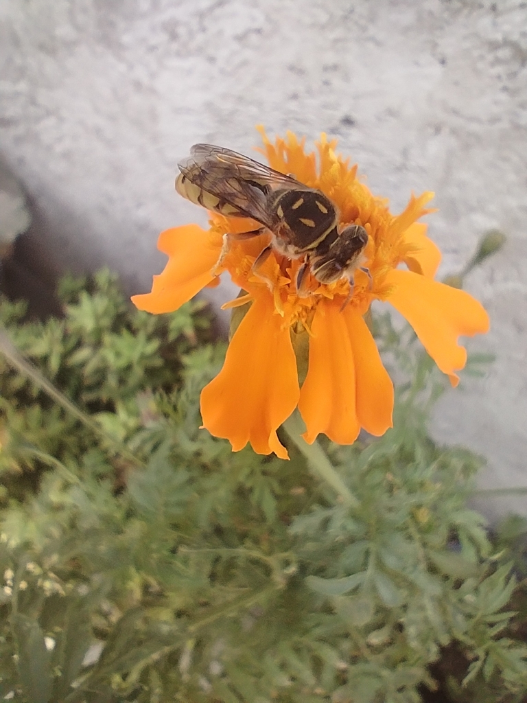 Winged and Once-winged Insects from VVW4+M3, Manzana 006, San Mateo ...