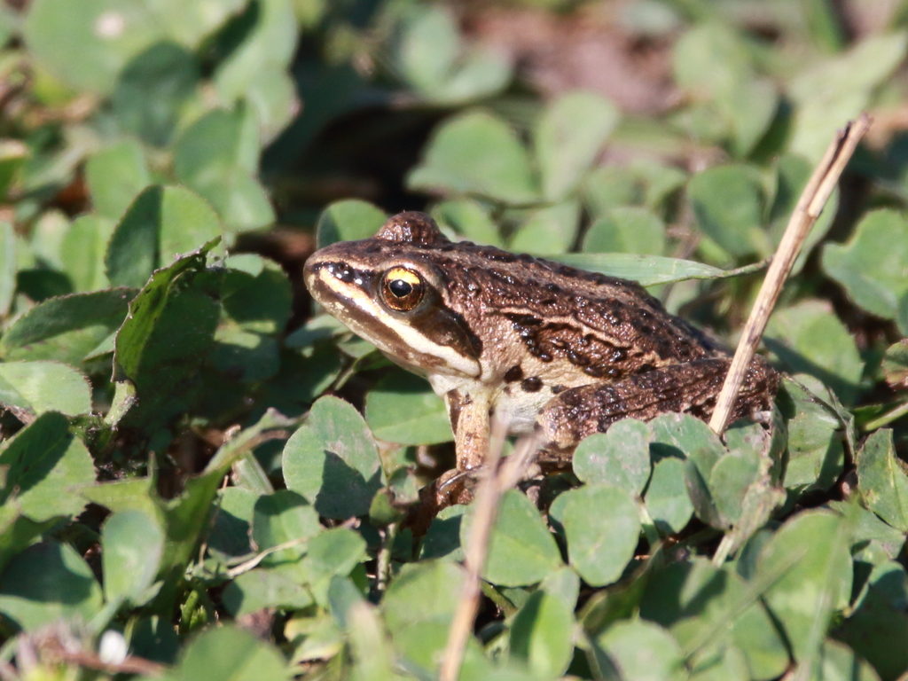 Taurus Frog in July 2019 by artem · iNaturalist