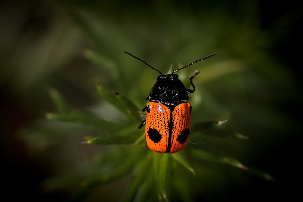 black-and-red pot beetle from 991 10 Ipeľské Predmostie, Slovensko on ...