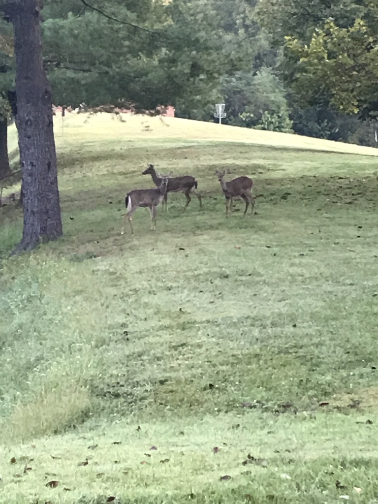 White-tailed Deer from Randolph College, Lynchburg, VA, US on September ...