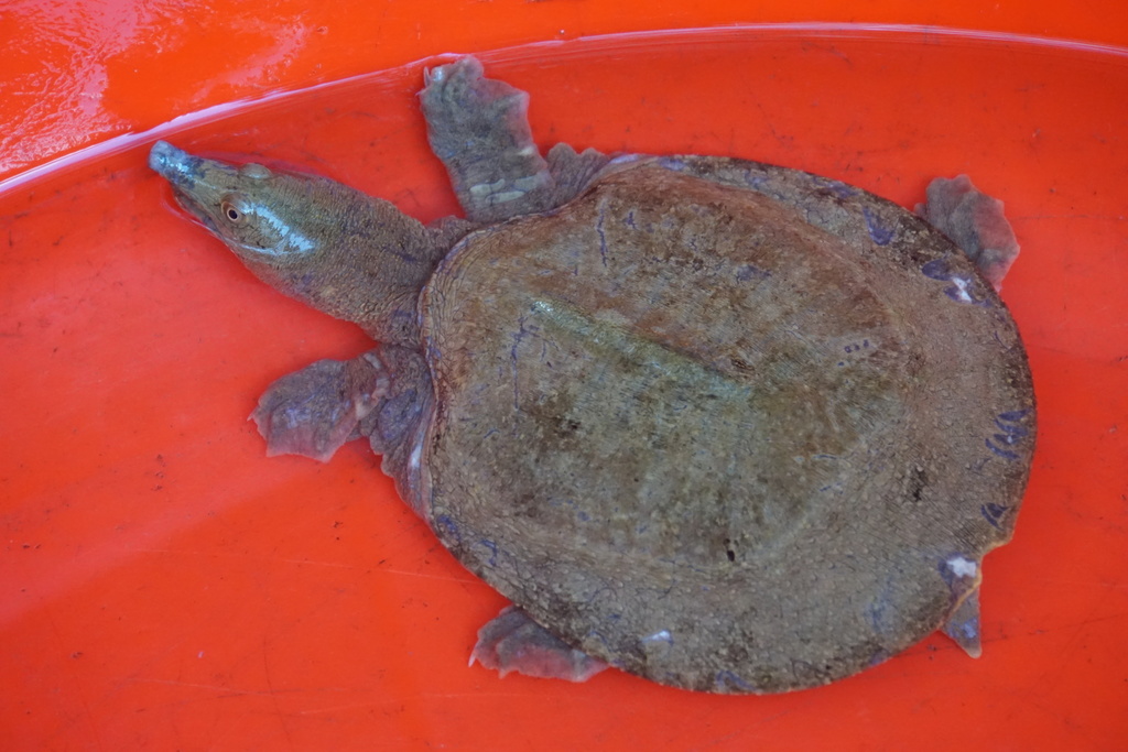 Lesser Chinese Softshell Turtle from Guilin, CN-GX, CN on August 17 ...