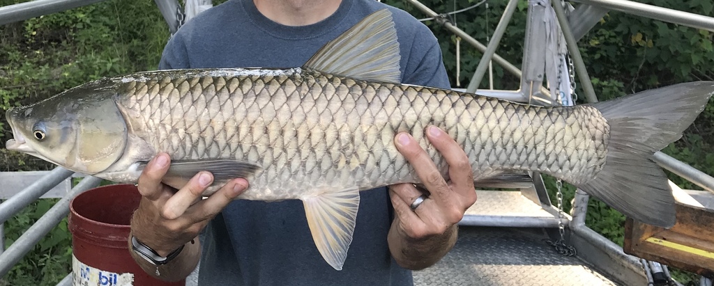 Grass Carp from Portage Des Sioux, MO, US on September 19, 2019 at 10: ...
