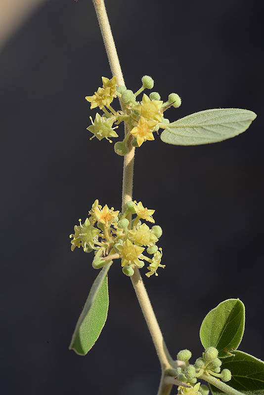 Ziziphus Nummularia Diagram