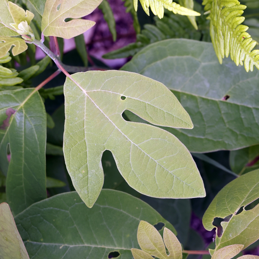 sassafras from Spencer Township, OH, USA on June 07, 2025 at 04:24 PM ...