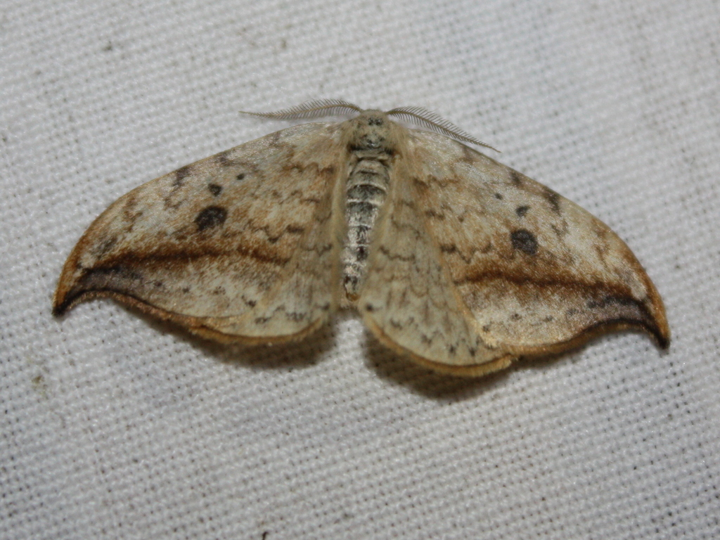 Pebble Hook-tip from 15537 Erkner, Deutschland on June 9, 2025 by Jörg und Ines · iNaturalist