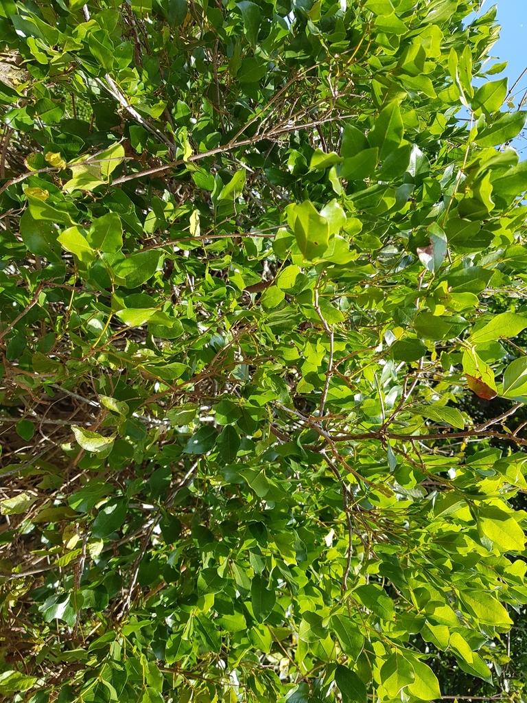 Blood Vine from Tiaro, AU-QL, AU on September 20, 2019 at 10:24 AM by ...